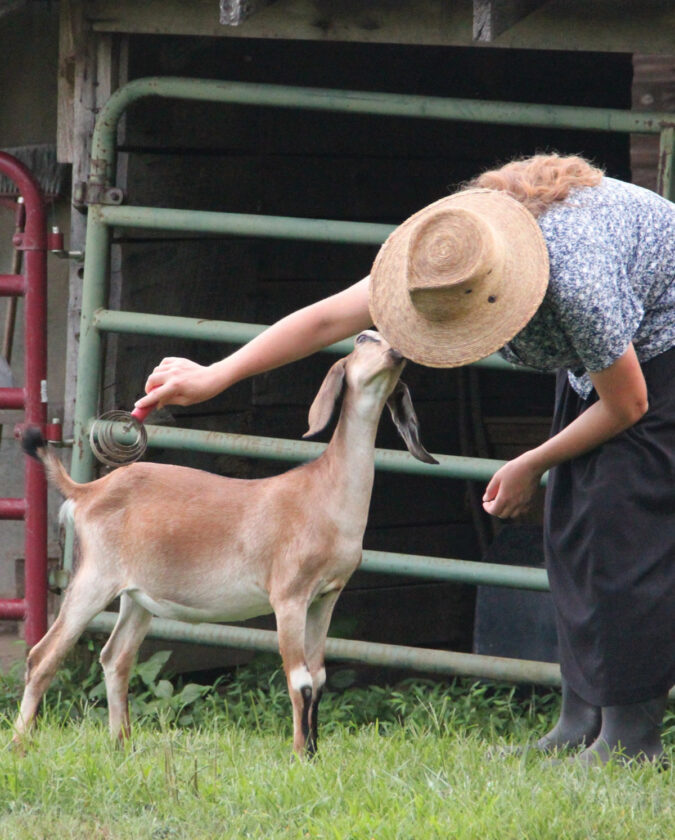 How to Milk a Goat for the First Time - Grit